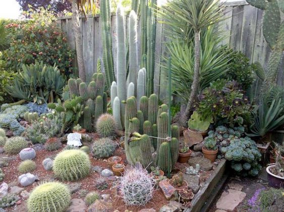 36 Cactus Garden Design Ideas : Landscaping with Cactus and Rocks